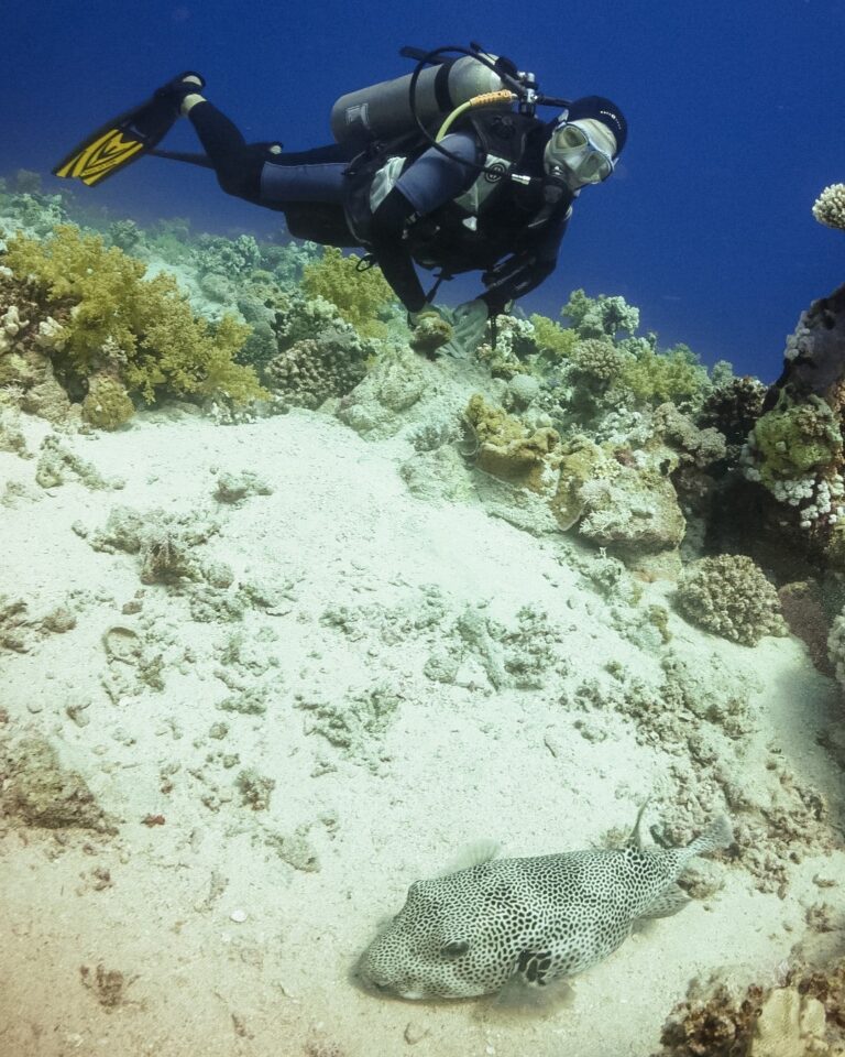 Why I Love Recreational Diving in The Red Sea